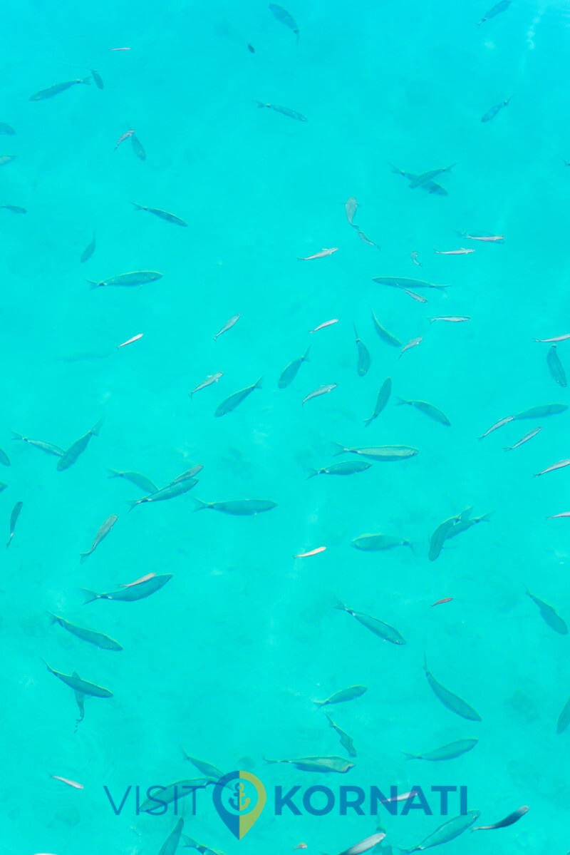 Izlet na Kornate iz Zadra brodom Fažanka